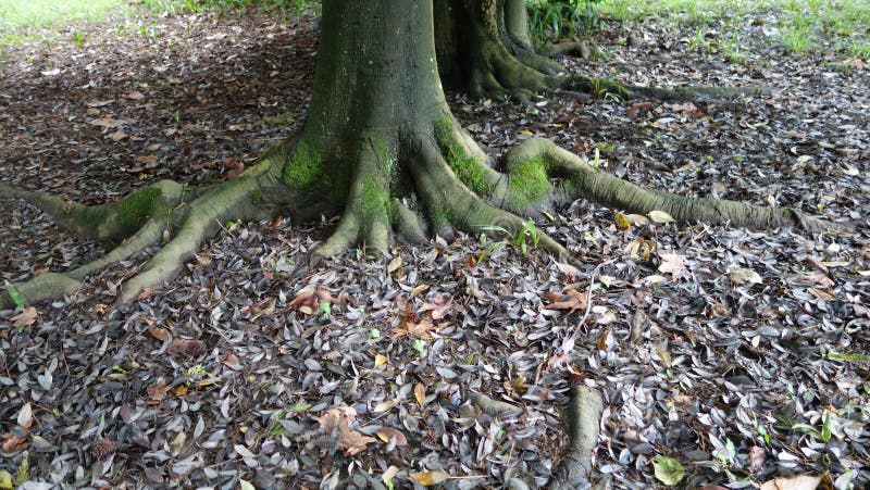 Tree trunk with roots stock photo. Image of green, crooked - 136706244