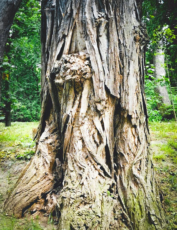 Tree Trunk in Green Summer Forest Stock Photo - Image of plant, tree ...