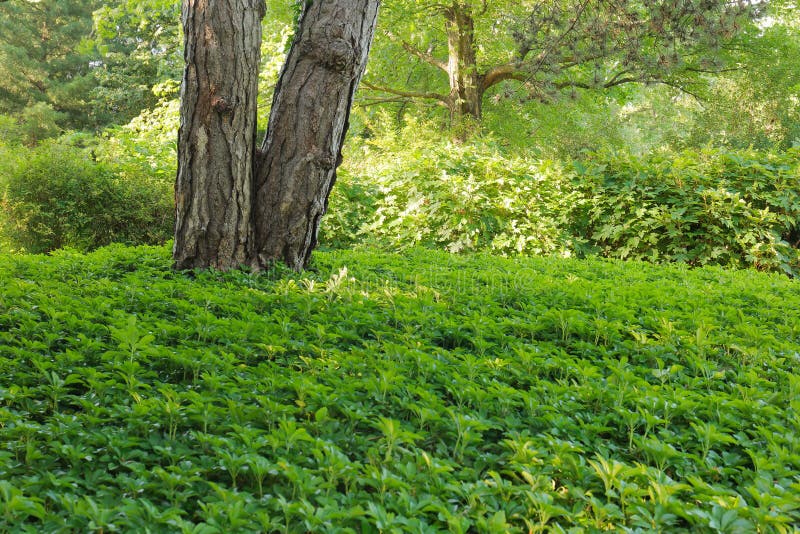 Tree Trunk with Ground Cover Stock Image - Image of light, plant: 96585645