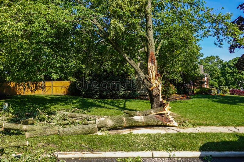 Tree Trunk on the Ground and Cut into Pieces after Having Broken Off of ...