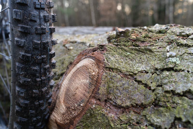 Tree Trunk on the Ground with a Mountain Bike Wheel Leaning Against it ...