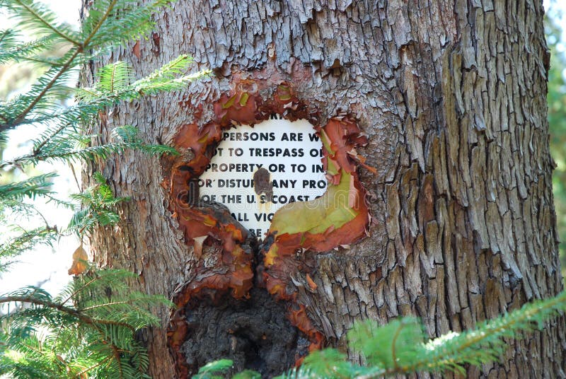 Tree Trunk Growing Around and Enveloping Metal Sig Stock Image - Image ...