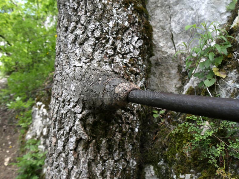 Tree Trunk Growing Around a Metal Bar on a Hike, Close Up Stock Photo ...