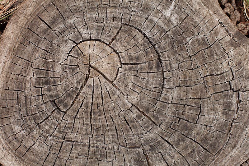 Tree trunk growth rings stock photo. Image of cutlery - 80363566
