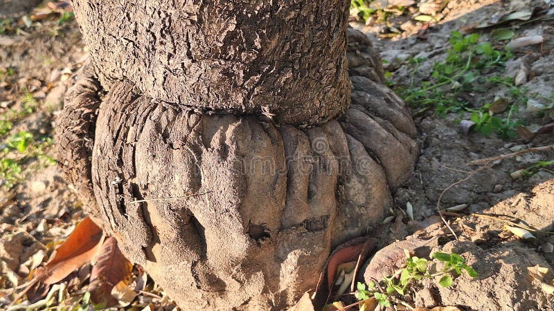 A Tree Trunk that Has Grown from Below with a Bulge. Stock Image ...