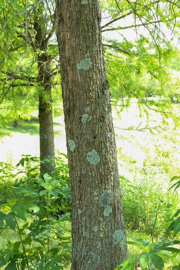 Tree Trunk with Spots of Lichen Stock Photo - Image of lichen, dots ...