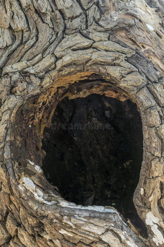 Tree Trunk with a Hole in it Stock Image - Image of round, national ...