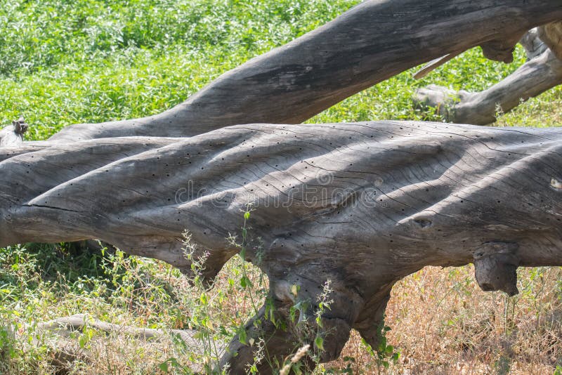 Tree Trunk with Holes and Design Stock Photo - Image of bends, tree ...