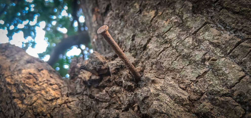 Nail in tree trunk image stock photo. Image of iron - 196854714