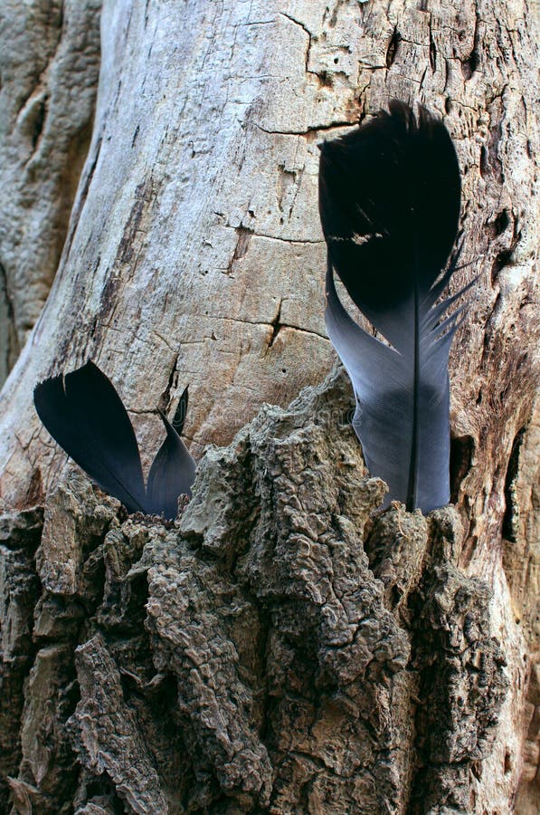 Tree Trunk Inside Which Bird Feathers are Stuck. Stock Photo - Image of ...