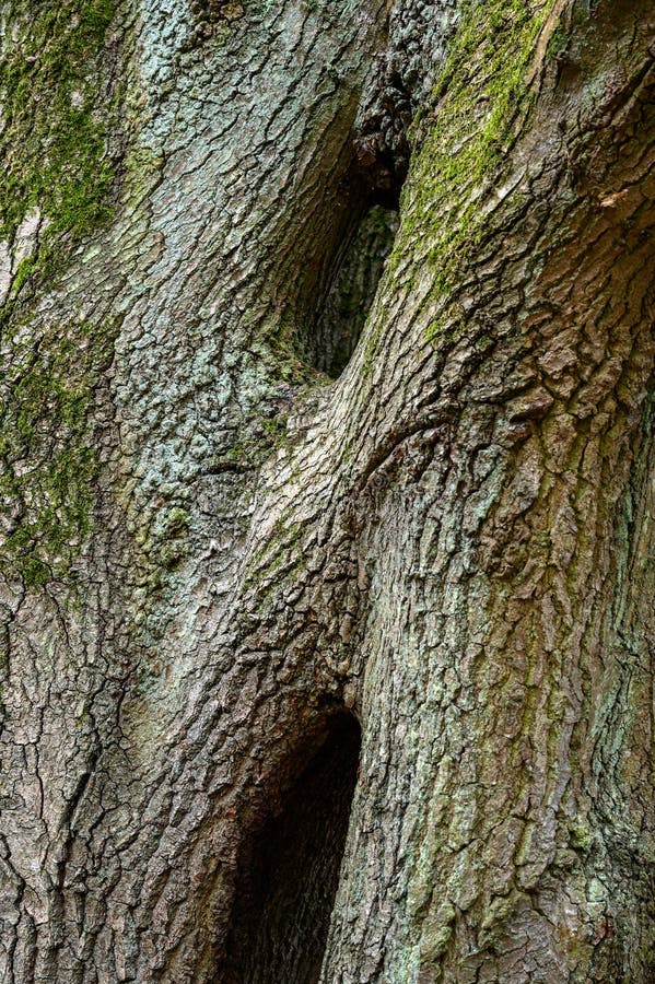 Tree Trunk with Interesting Bark Patterns on Chislehurst Commons, Kent ...