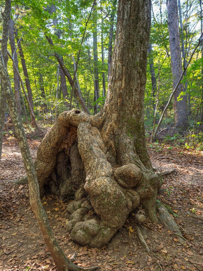 A Tree Trunk of Interesting Curved Shape in a Dense Seaside Fores Stock ...