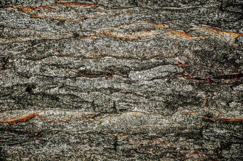Textures of a Tree. Background Textures for Design Stock Image - Image ...
