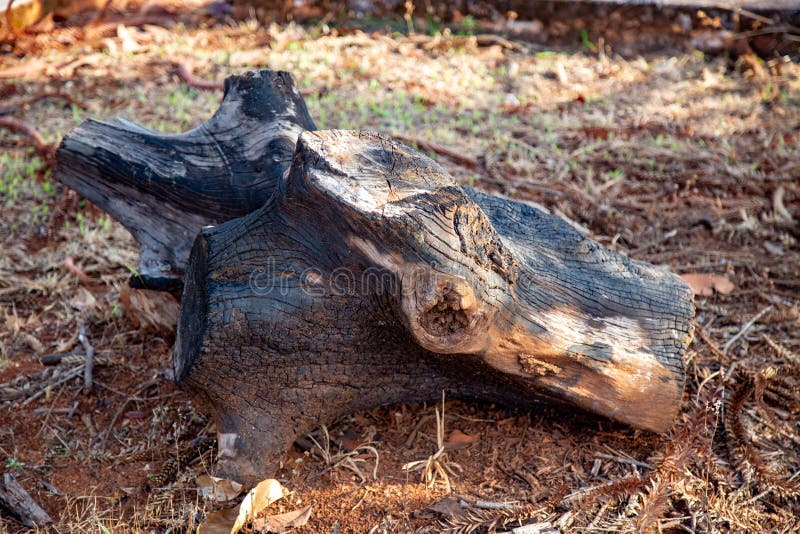 Lightning Snake Stock Photos - Free & Royalty-Free Stock Photos from ...