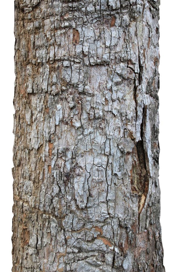 Tree Trunk Isolated on White Background Stock Image - Image of rough ...