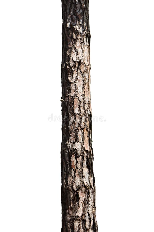 Tree Trunk Isolated on White Background. for Copy Space, Arrows ,Signs ...