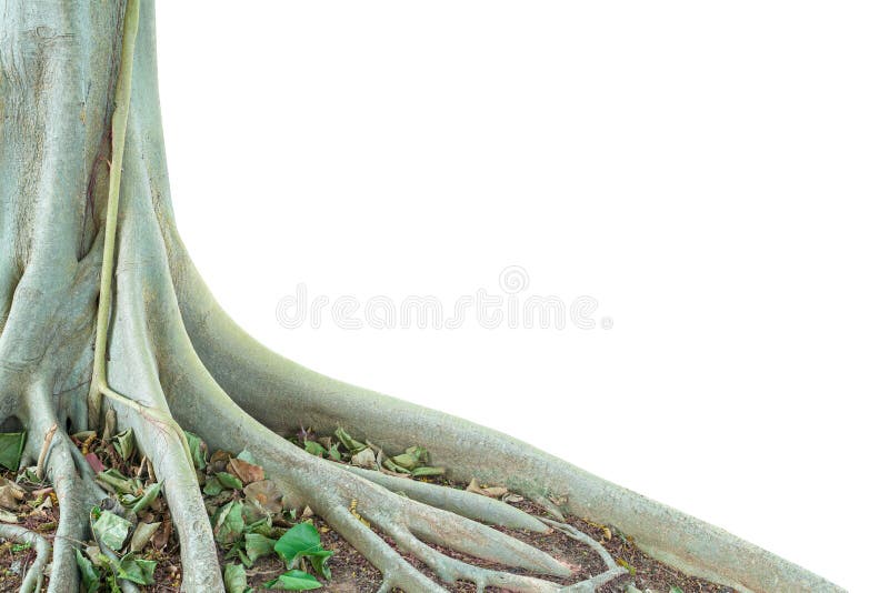 Tree Trunk Isolated on White Stock Photo - Image of green, summer: 86653010