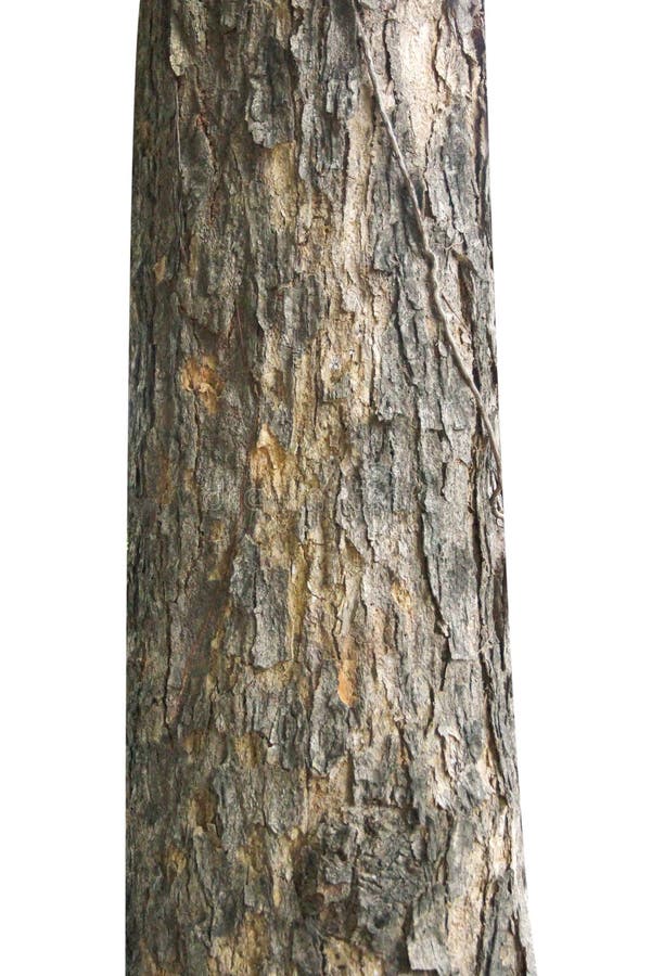 Tree Trunk Isolated on White Background. Stock Photo - Image of ...