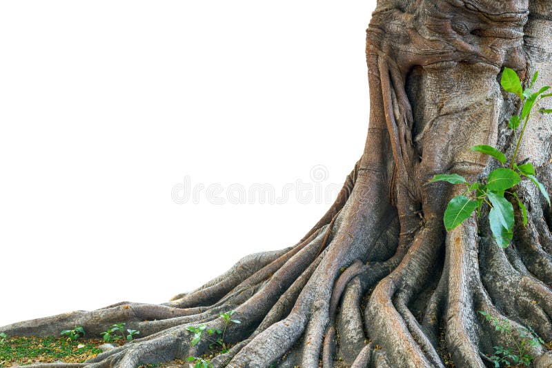 Tree Trunk Isolated on White Stock Photo - Image of green, summer: 86653010