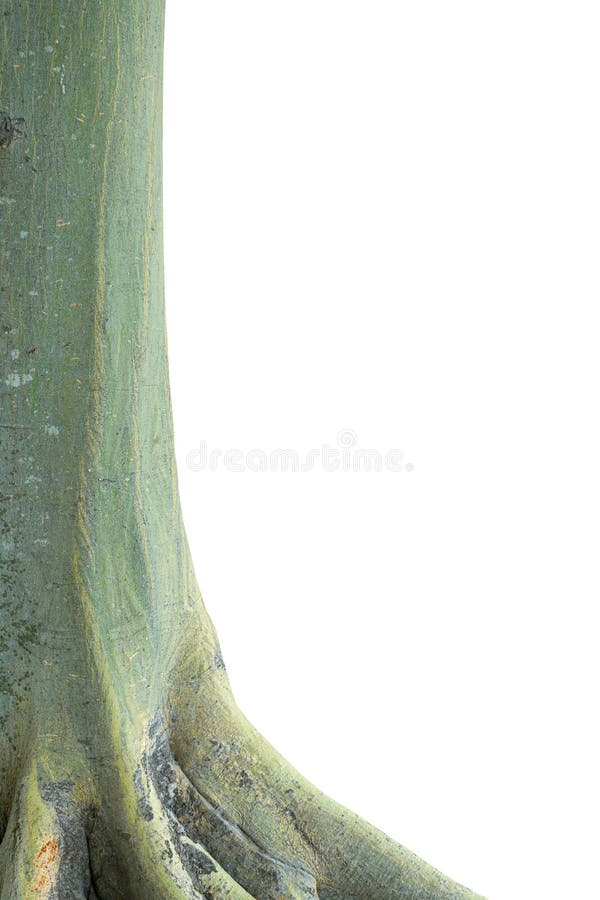 Tree Trunk Isolated on White Stock Photo - Image of green, summer: 86653010