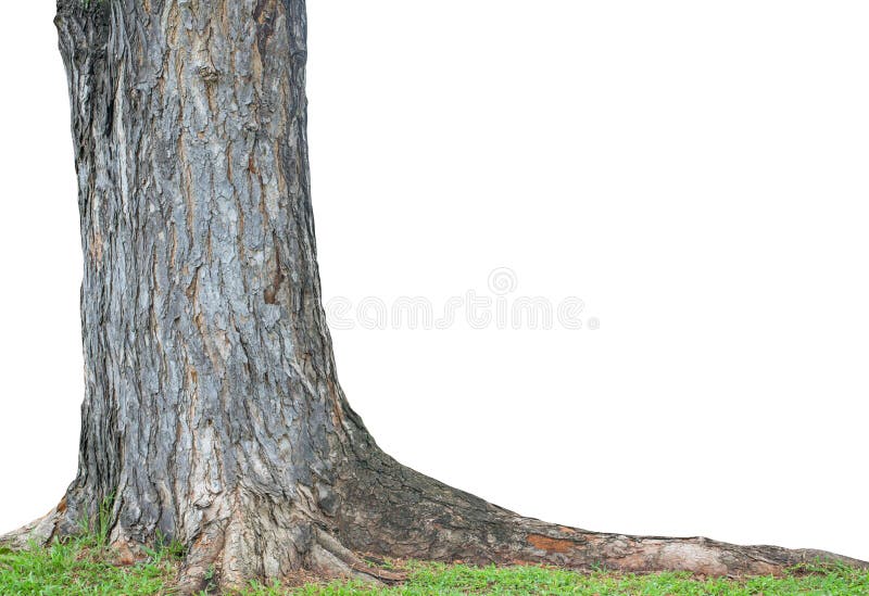 Tree Trunk Isolated on White Stock Photo - Image of green, summer: 86653010