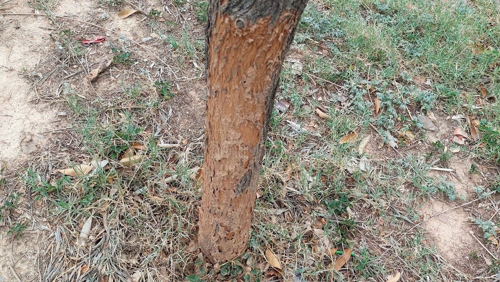 A Tree Trunk with Its Outer Shell Visibly Damaged and Eaten by Termites ...
