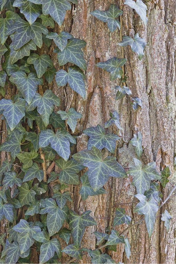 Tree Trunk with Ivy Closeup Stock Photo - Image of outdoors, structure ...