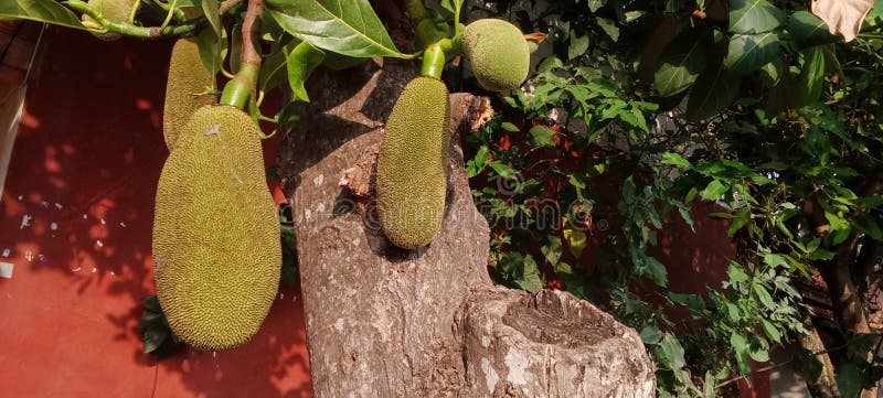 Tree Trunk and Jackfruit with Red Wall and Green Leaves Background ...