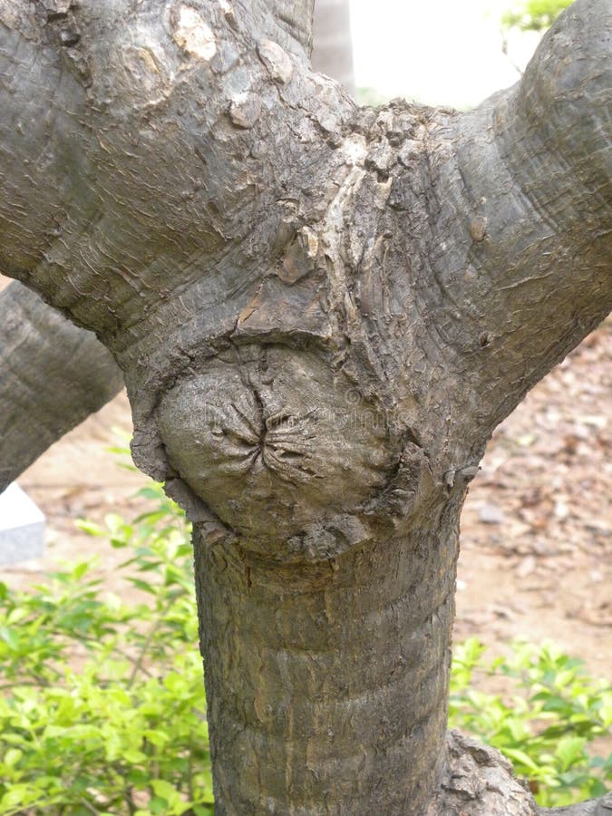 287 Bark Pocket Stock Photos - Free & Royalty-Free Stock Photos from ...