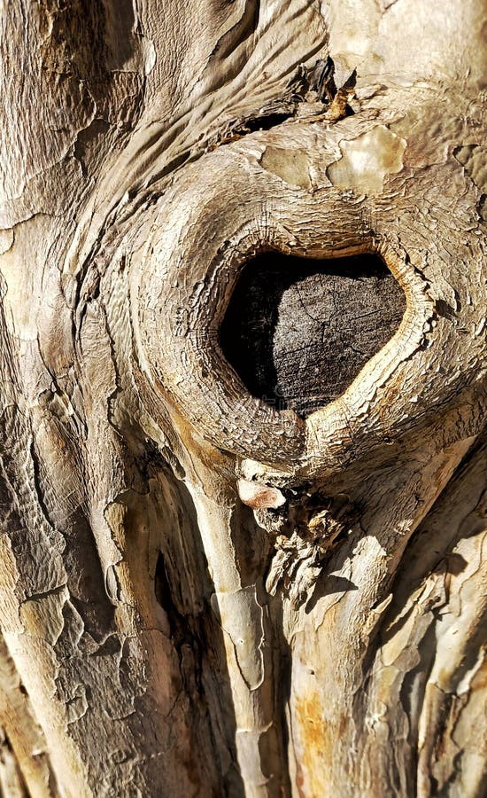 Tree Trunk, with a Knot Caused by Pruning a Branch, Natural Texture ...