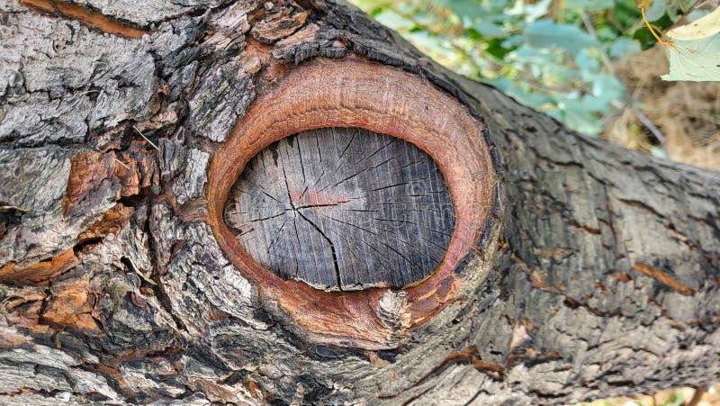 Tree Trunk Knot Like Eye Stock Photos - Free & Royalty-Free Stock ...