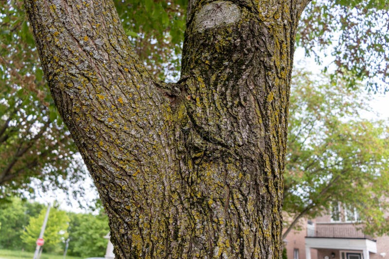 Tree Trunk with Knot - Rough Bark and Moss - Brick Building in ...