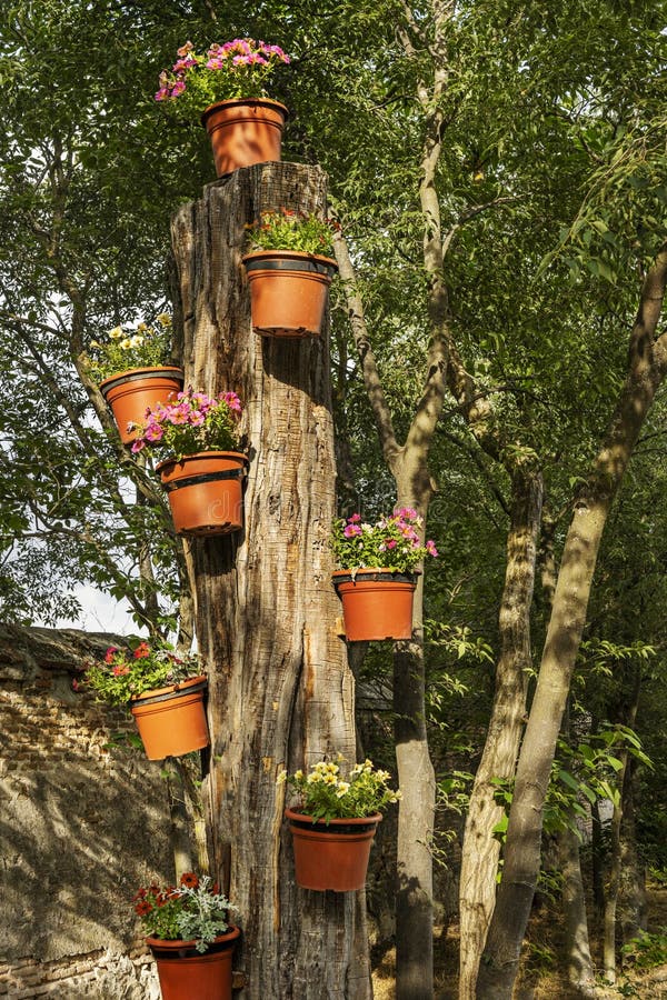 A Tree Trunk Laden with Flower Pots Stock Photo - Image of exterior ...