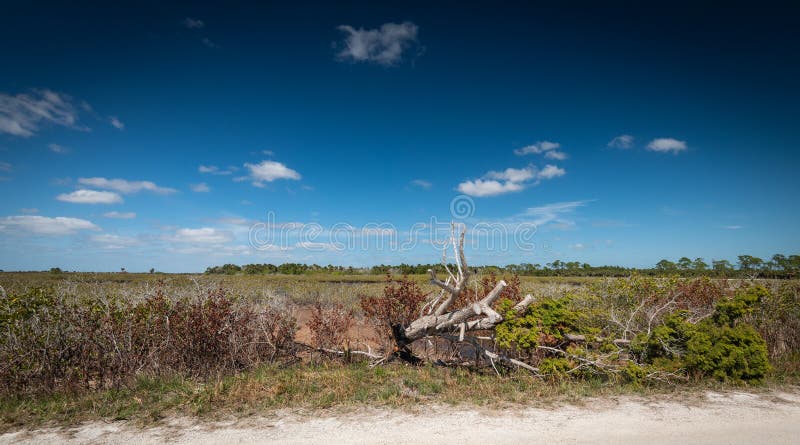 Tree Trunk and Landscape in a Beautiful Nature Park Stock Image - Image ...
