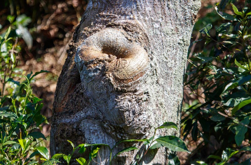 Tree Trunk Large Knot Middle Stock Photos - Free & Royalty-Free Stock ...