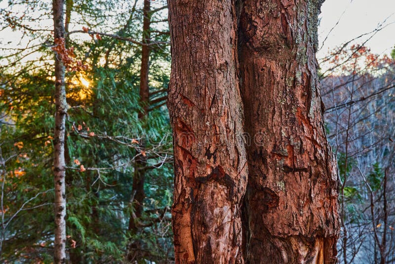 Tree Trunk in Late Fall Forest with Pine Trees and Golden Sun Peaking ...