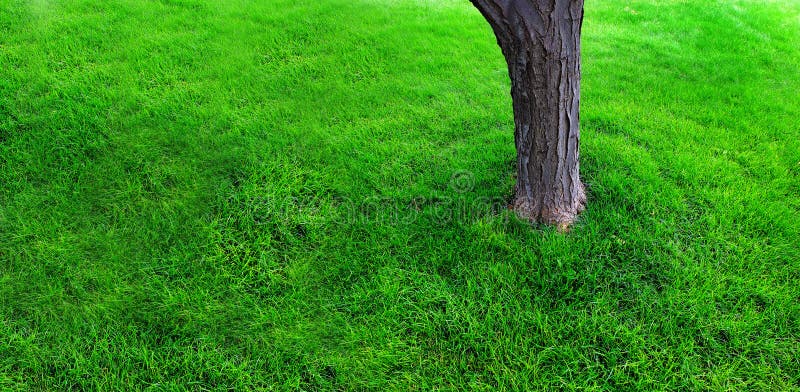 Tree Trunk on Lawn of Lush Green Grass Stock Photo - Image of peace ...