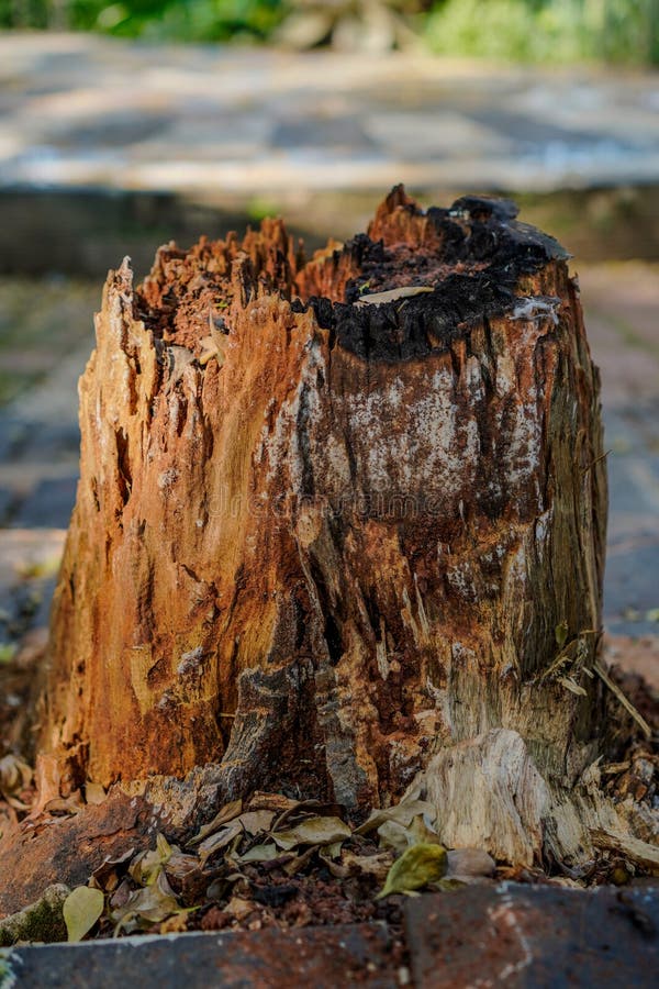 A Tree Trunk that only Leaves the Base Still Stuck in the Ground Stock ...