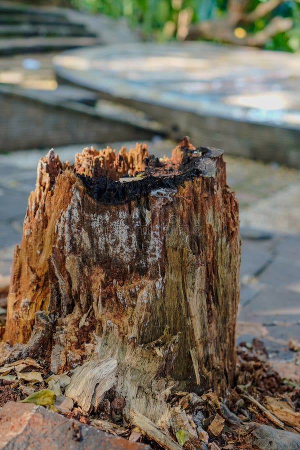 A Tree Trunk that only Leaves the Base Still Stuck in the Ground Stock ...