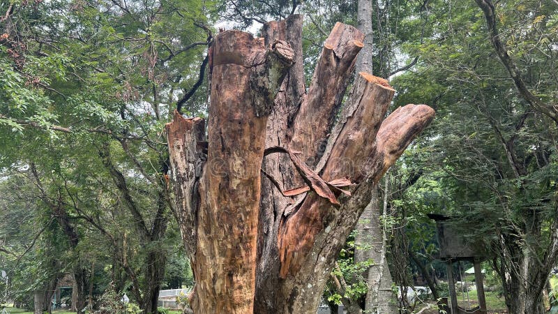 Tree Trunk without Leaves and Fruit Stock Image - Image of madhuca ...