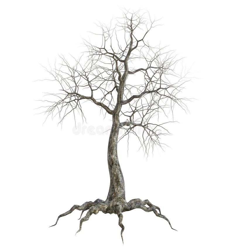 3d Render : Tree Trunk without Leaves,include Clipping Path, PNG ...