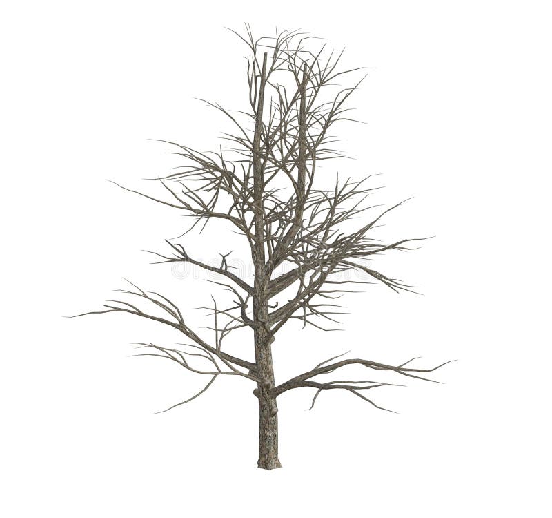 3d Render : Tree Trunk without Leaves,include Clipping Path, PNG ...