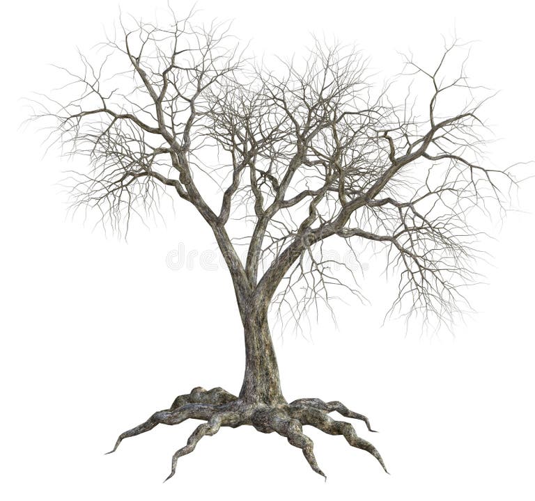 3d Render : Tree Trunk without Leaves,include Clipping Path, PNG ...