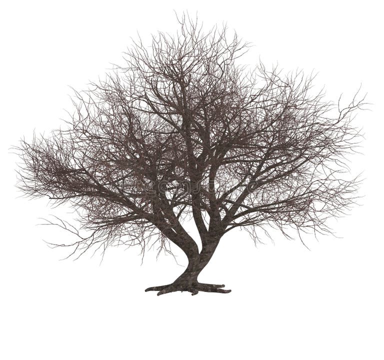 3d Render : Tree Trunk without Leaves,include Clipping Path, PNG ...