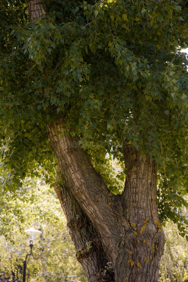 Tree Trunk with Leaves and Just Bare Branches Part of a Tree with Old ...