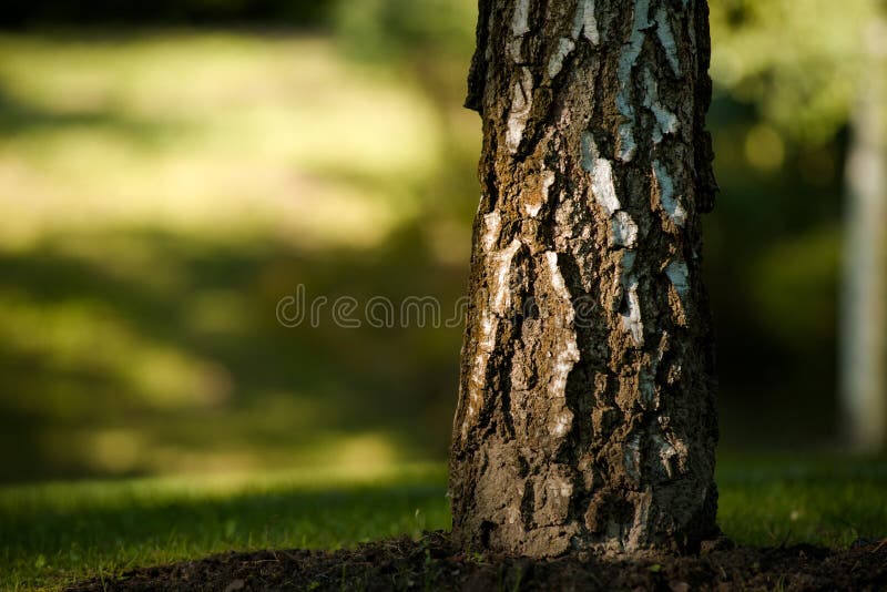 Tree Trunk with Leaves and Just Bare Branches Part of a Tree with Old ...