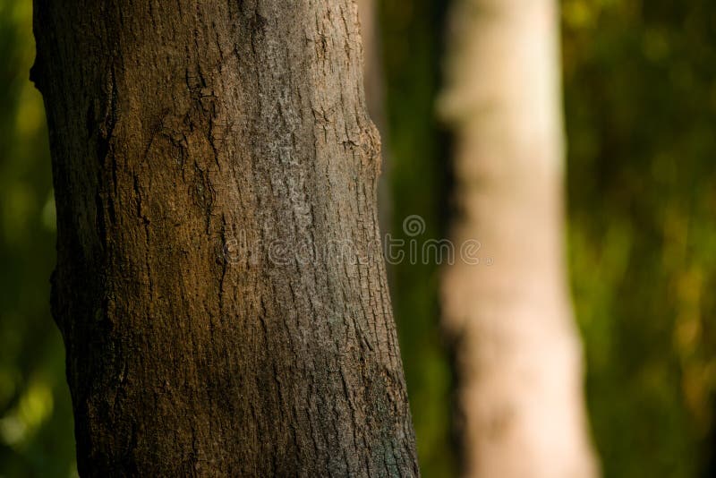 Tree Trunk with Leaves and Just Bare Branches Part of a Tree with Old ...