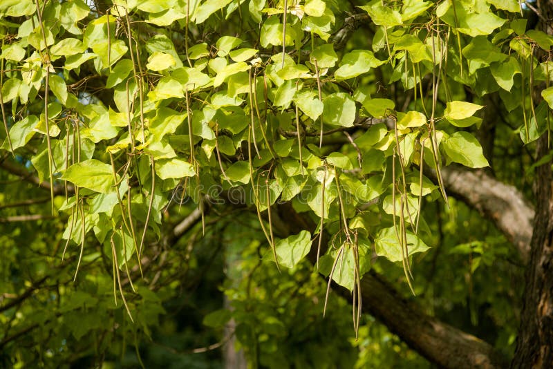 Tree Trunk with Leaves and Just Bare Branches Part of a Tree with Old ...