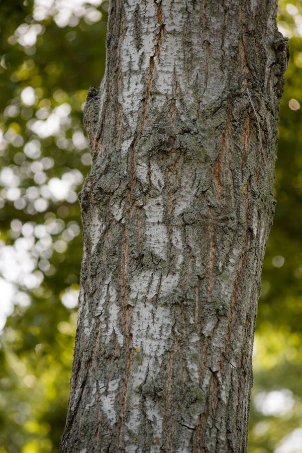 Tree Trunk with Leaves and Just Bare Branches Part of a Tree with Old ...