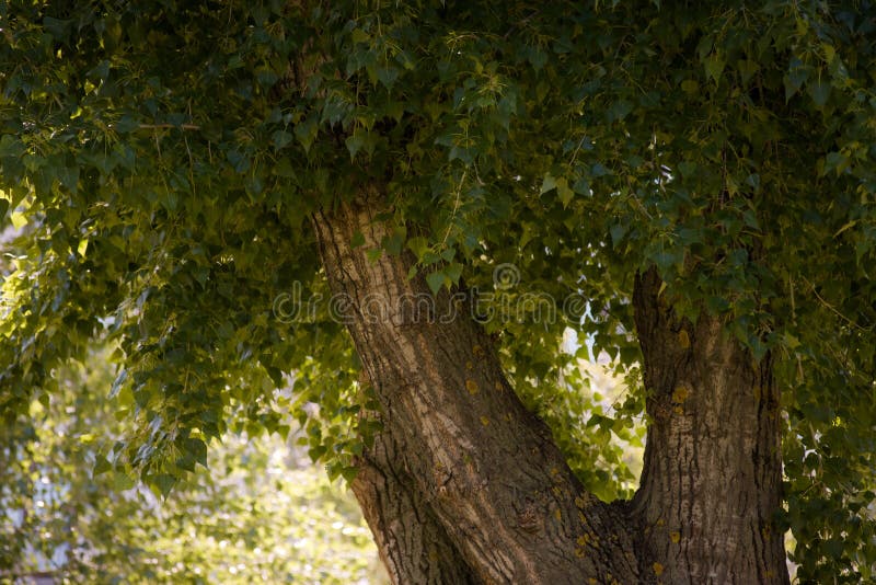 Tree Trunk with Leaves and Just Bare Branches Part of a Tree with Old ...